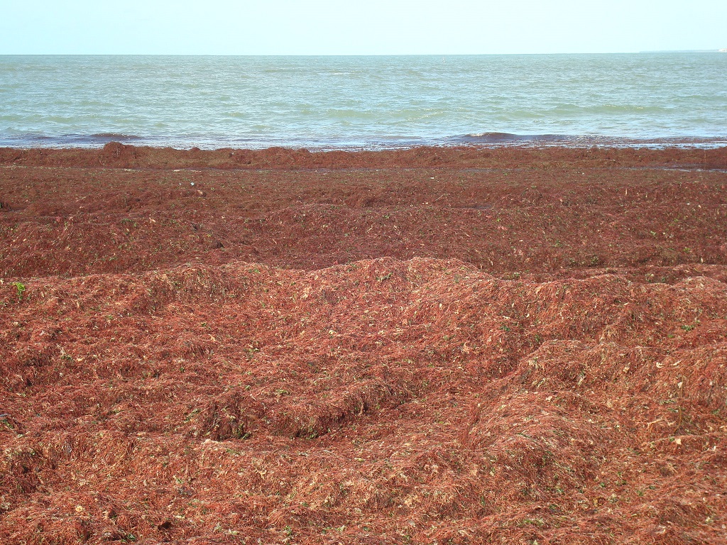 PHOTOS DE VENDEE: Les algues rouges