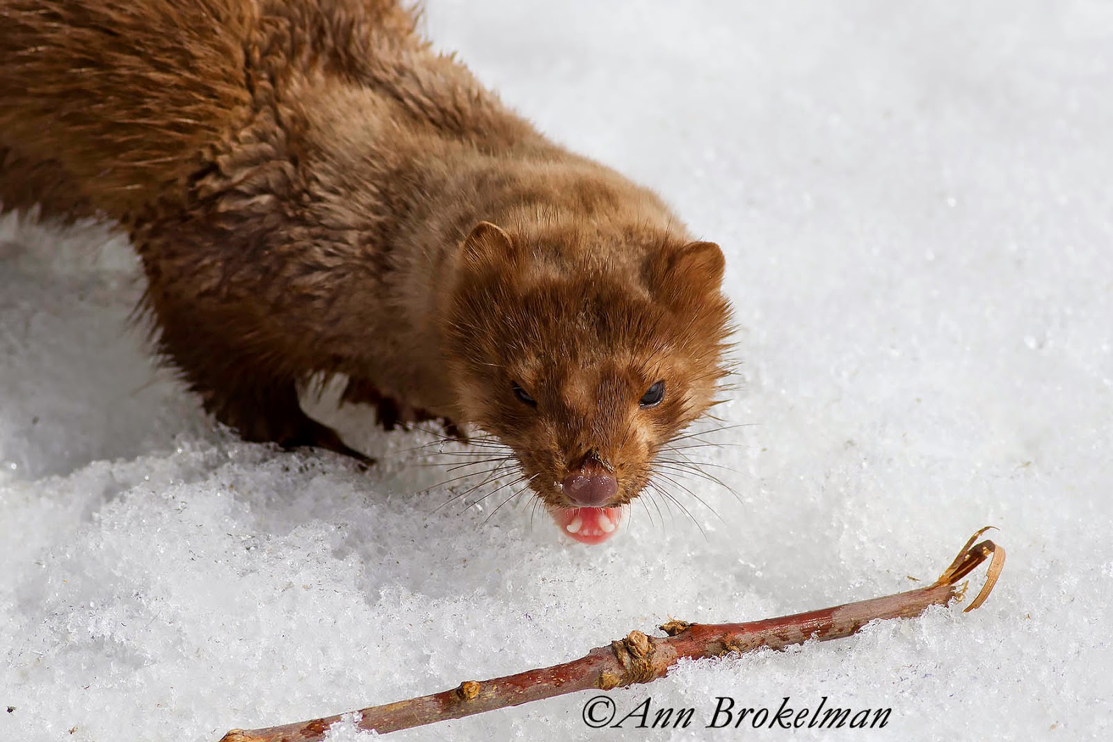 Ann Brokelman Photography: Mink at the water March 2015