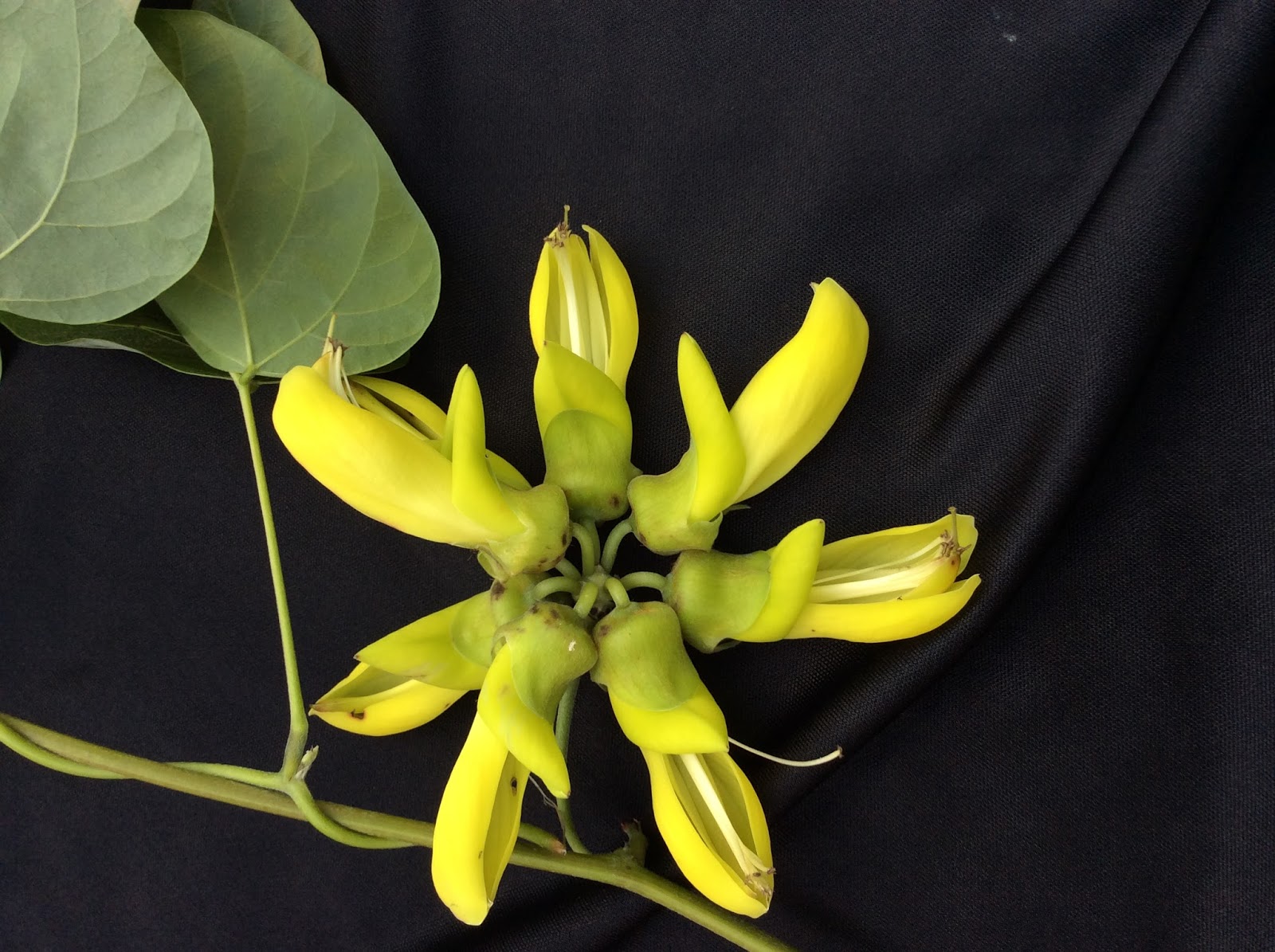 Fabaceae - Leguminosae no Brasil: Mucuna