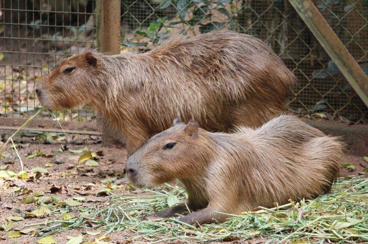 Porky's Cavern: Revisiting The Capybara Brothers..