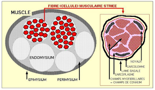 Club Scientifique Les Amis de Papa Kaba: Champ de Conheim