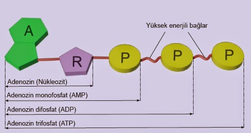 Enerjinin Temel Molekülü ATP -10.Sınıf 1.Ünite- | BİYOLOJİ OKULU
