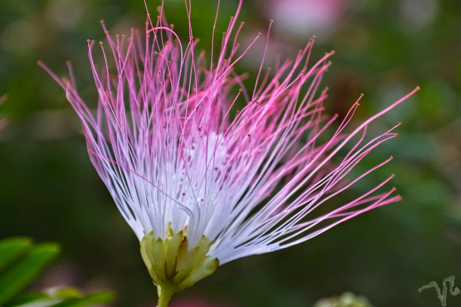 PlantWerkz: Rain Tree - Samanea Saman