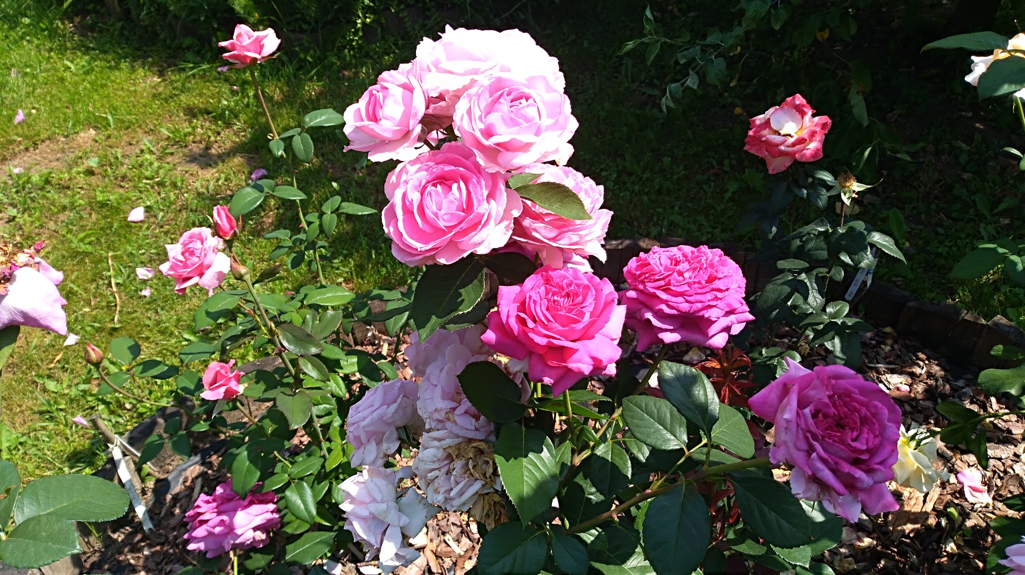 Ranczo Elma: Róża (Rosa) Ghita Renaissance