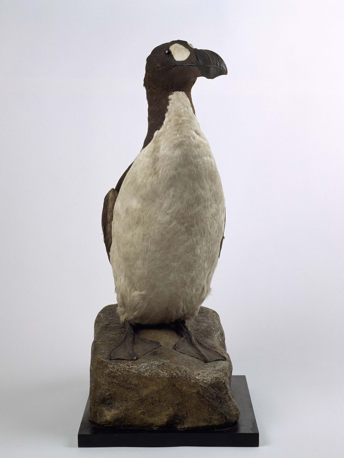 Natural History, Creation and Religious Conflicts: How a great auk ...