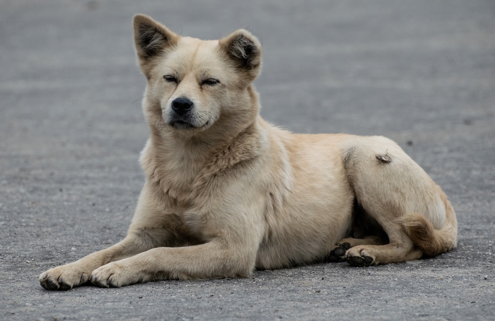 Story of a Book from Bhutan | khanabadosh