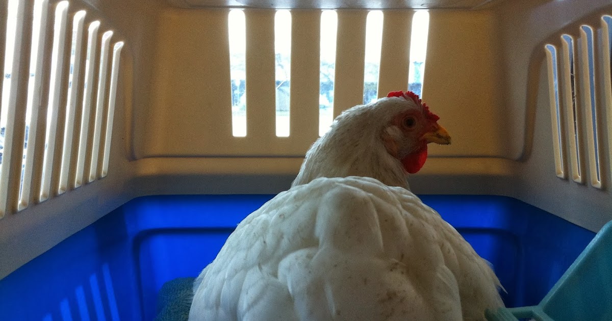 Suburbhen - A Hen in the City: ILT in Chickens - Bye Bye Birdie