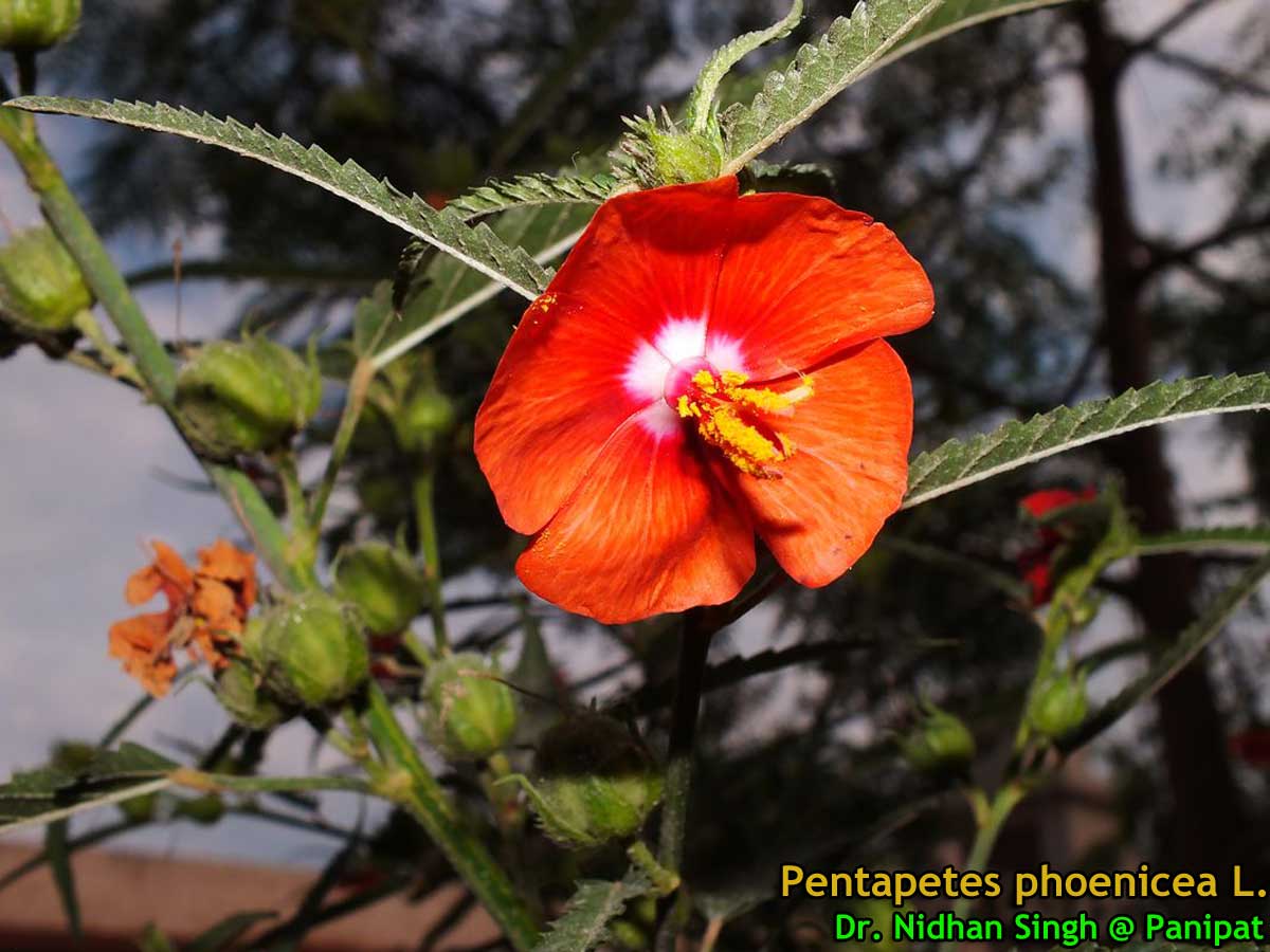 Medicinal Plants: Pentapetes phoenicea, bandhuka, goji-ka, flores de ...