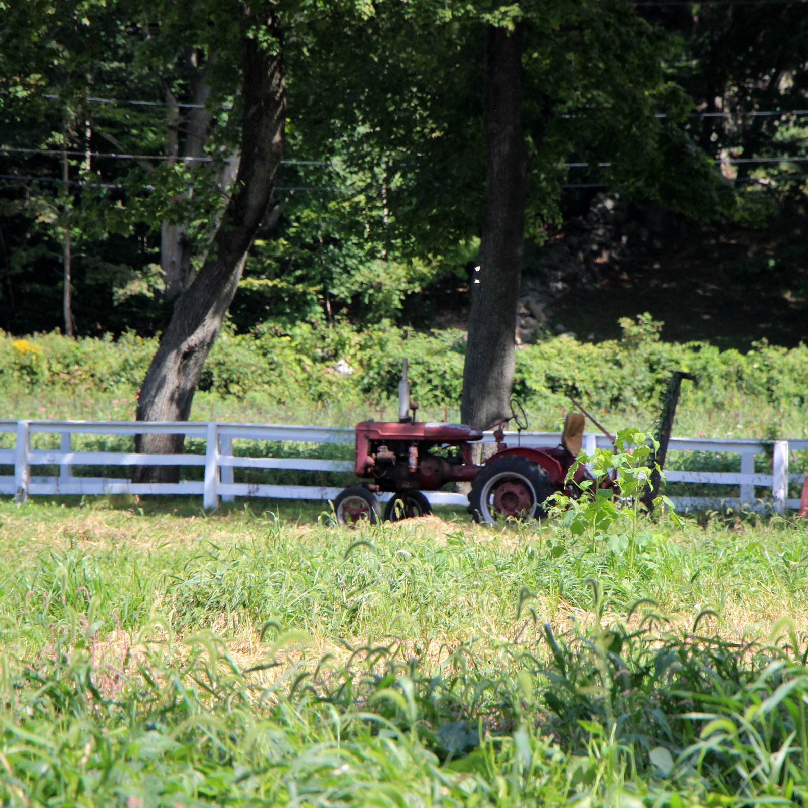 Barberry Hill Farm: Late Summer Farm