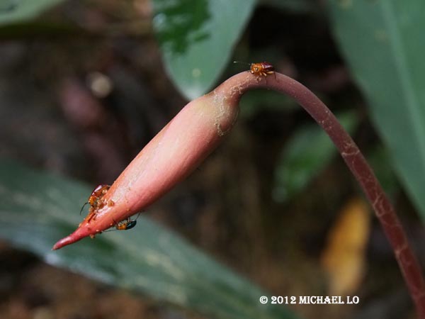 The rainforests of Borneo & Southeast Asia: New species of Piptospatha ...