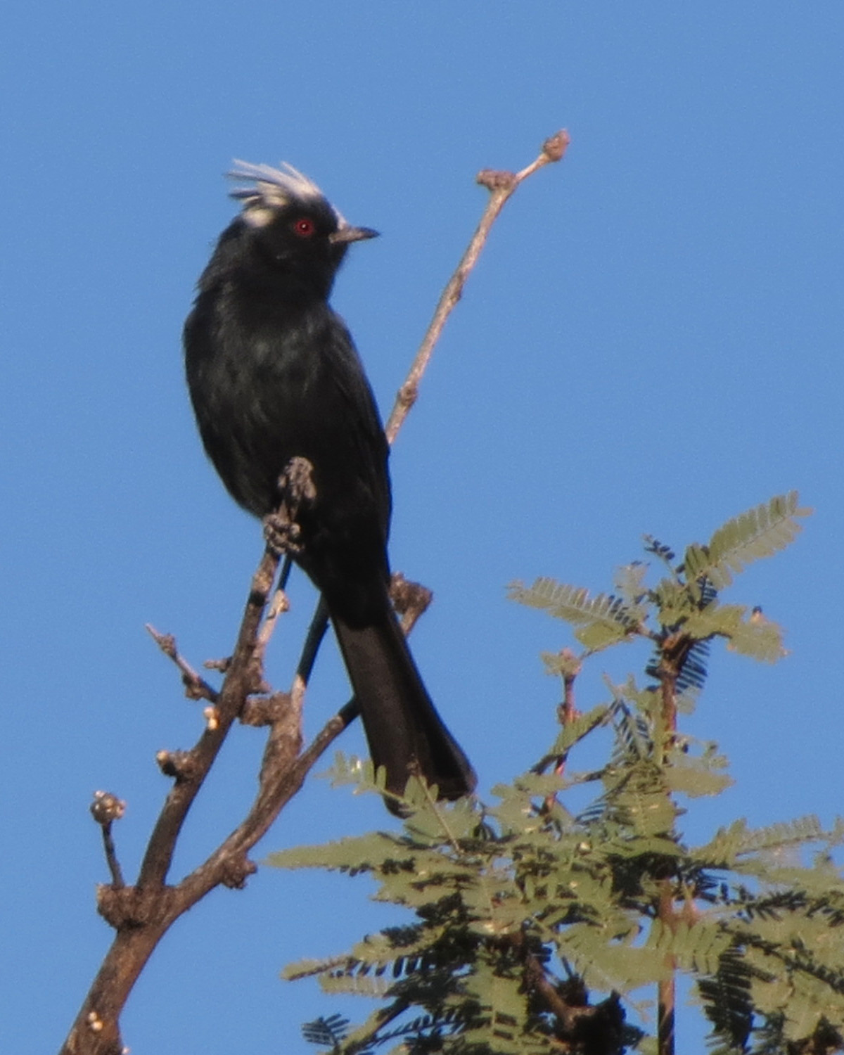 Desert Colors: Odd Birds
