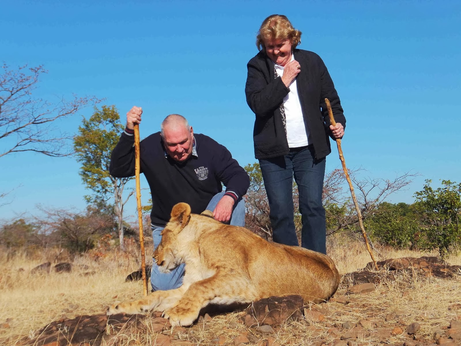 Traveloscopy Travelblog: Walk with the Lions of Africa