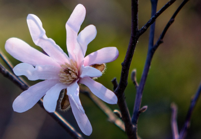 the improbable garden: and there she is