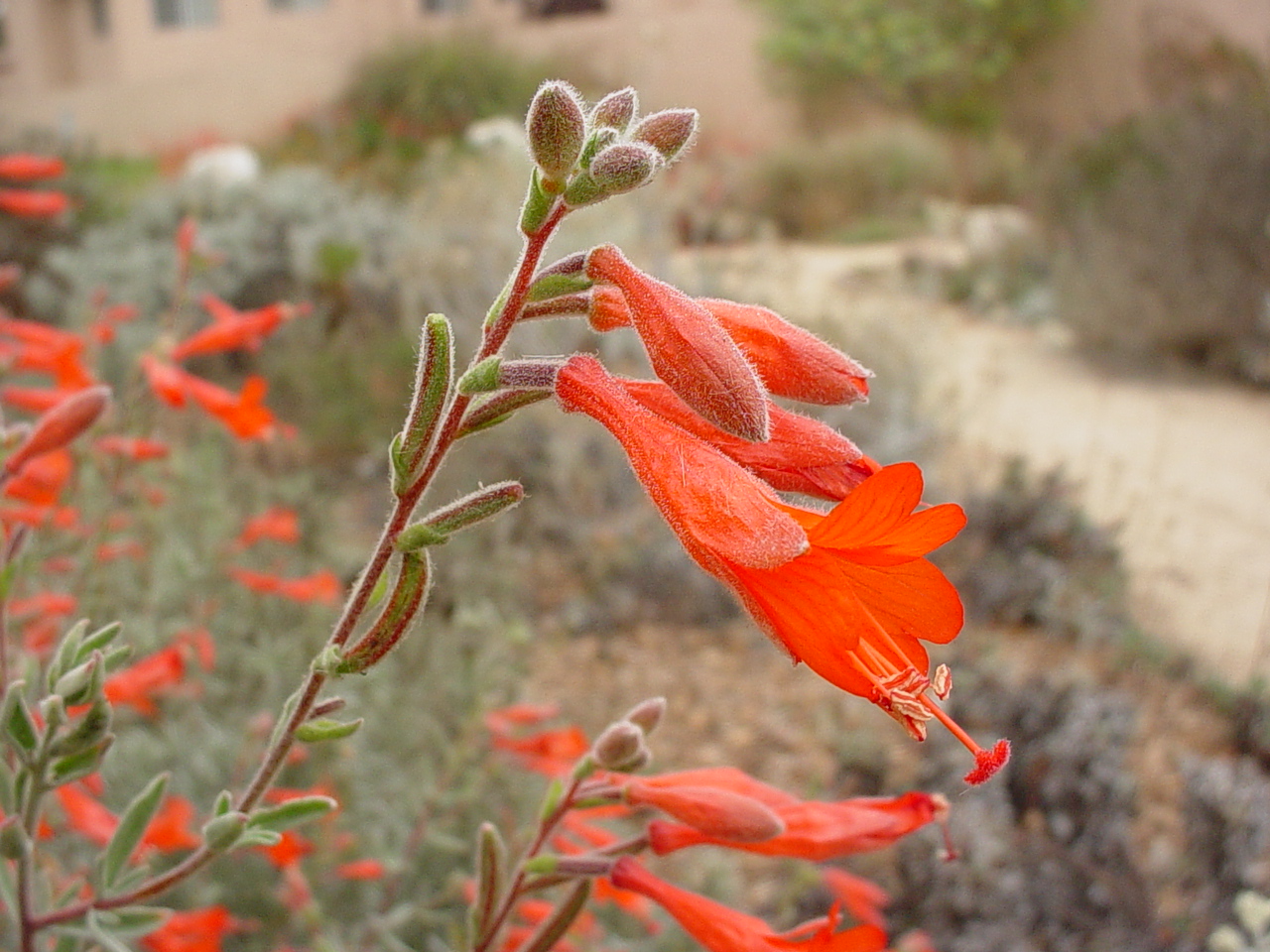 Mother Nature's Montrose Garden: Plant of the Month (September ...