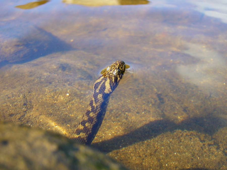 Serpenti, di tutto e di più: Natrice viperina
