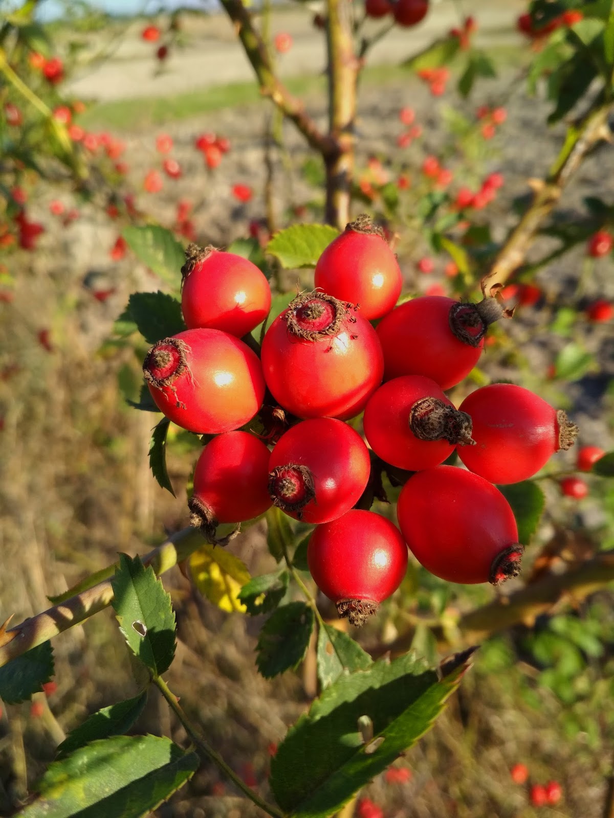 Dzika róża - bomba witaminowa Fructus Rosae