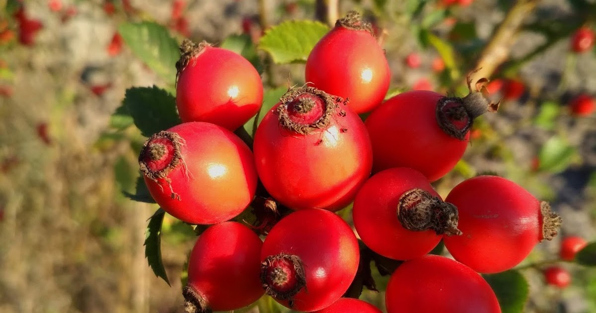Dzika róża - bomba witaminowa Fructus Rosae