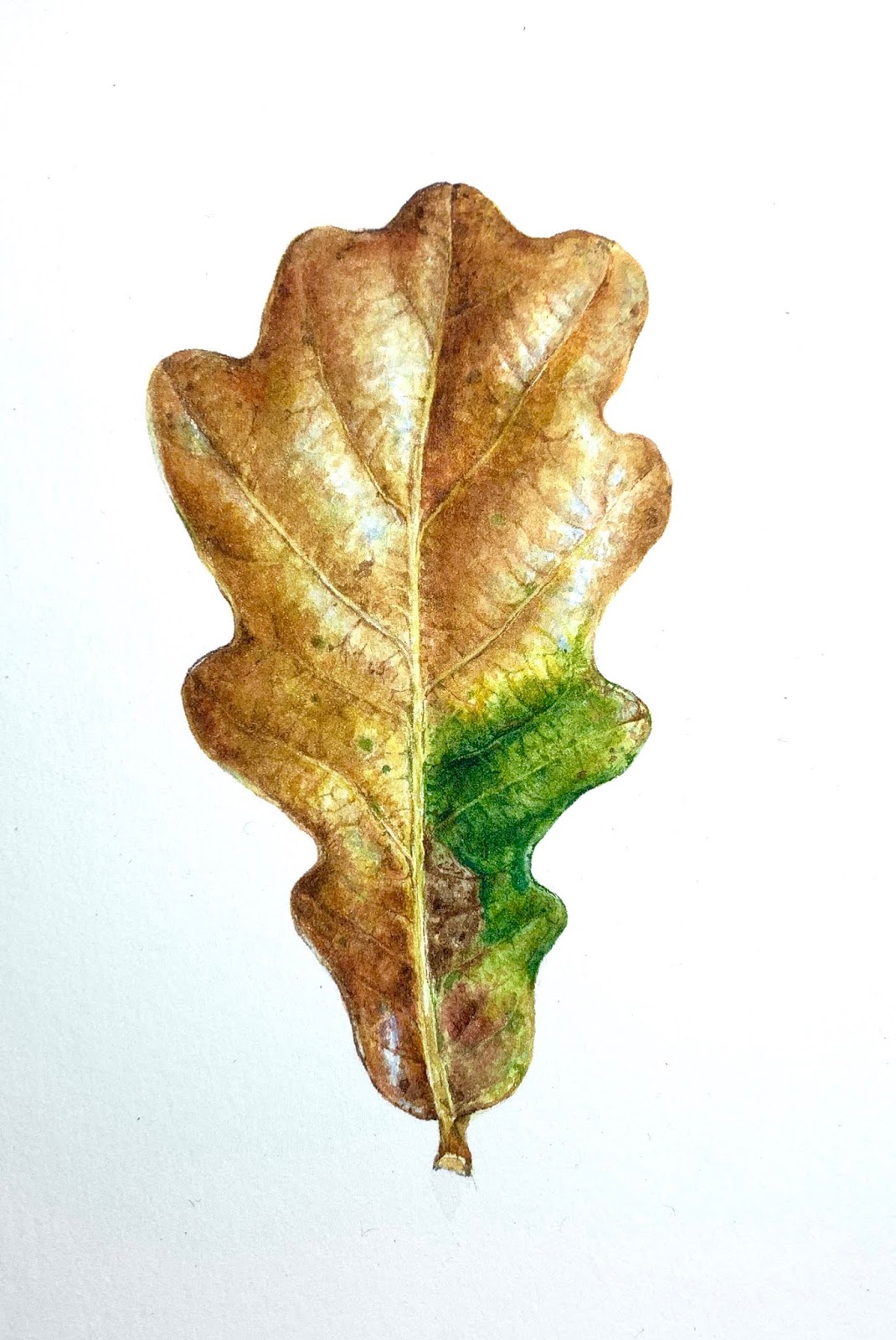 Dianne Sutherland: Leaf Challenge: Regular Painting is Good for the Soul