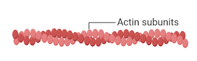Cytoskeleton Structure and Function with Diagram