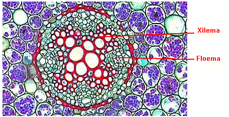 Biologia Primer Año Liceo 23