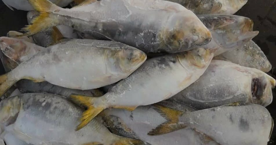 SK SEAFOOD INTERNATIONAL the best quality fish and frozen fish in ...