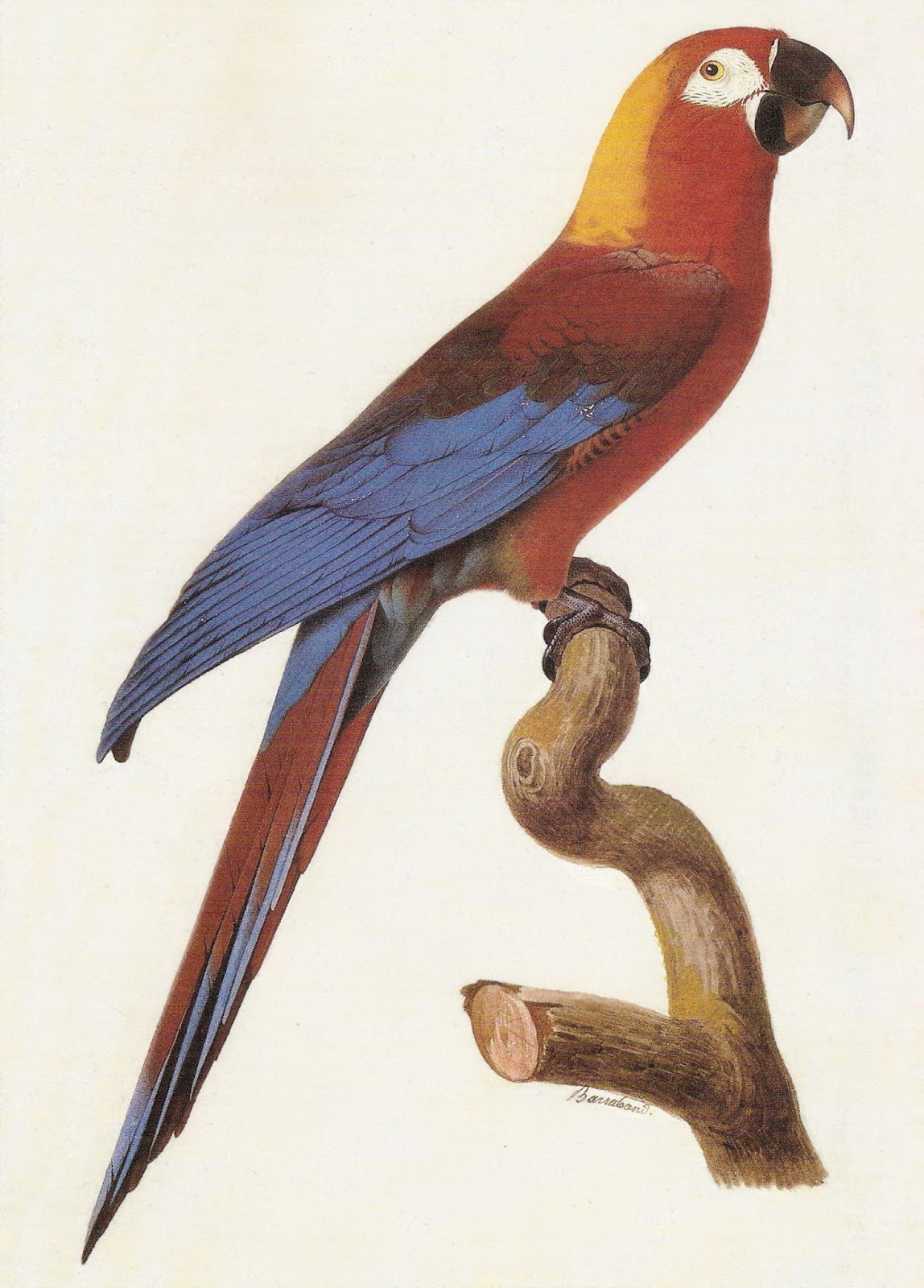 Fossil Matter: Ara tricolor: Cuba's extinct endemic macaw