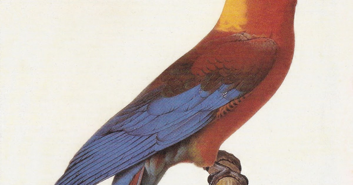 Fossil Matter: Ara tricolor: Cuba's extinct endemic macaw