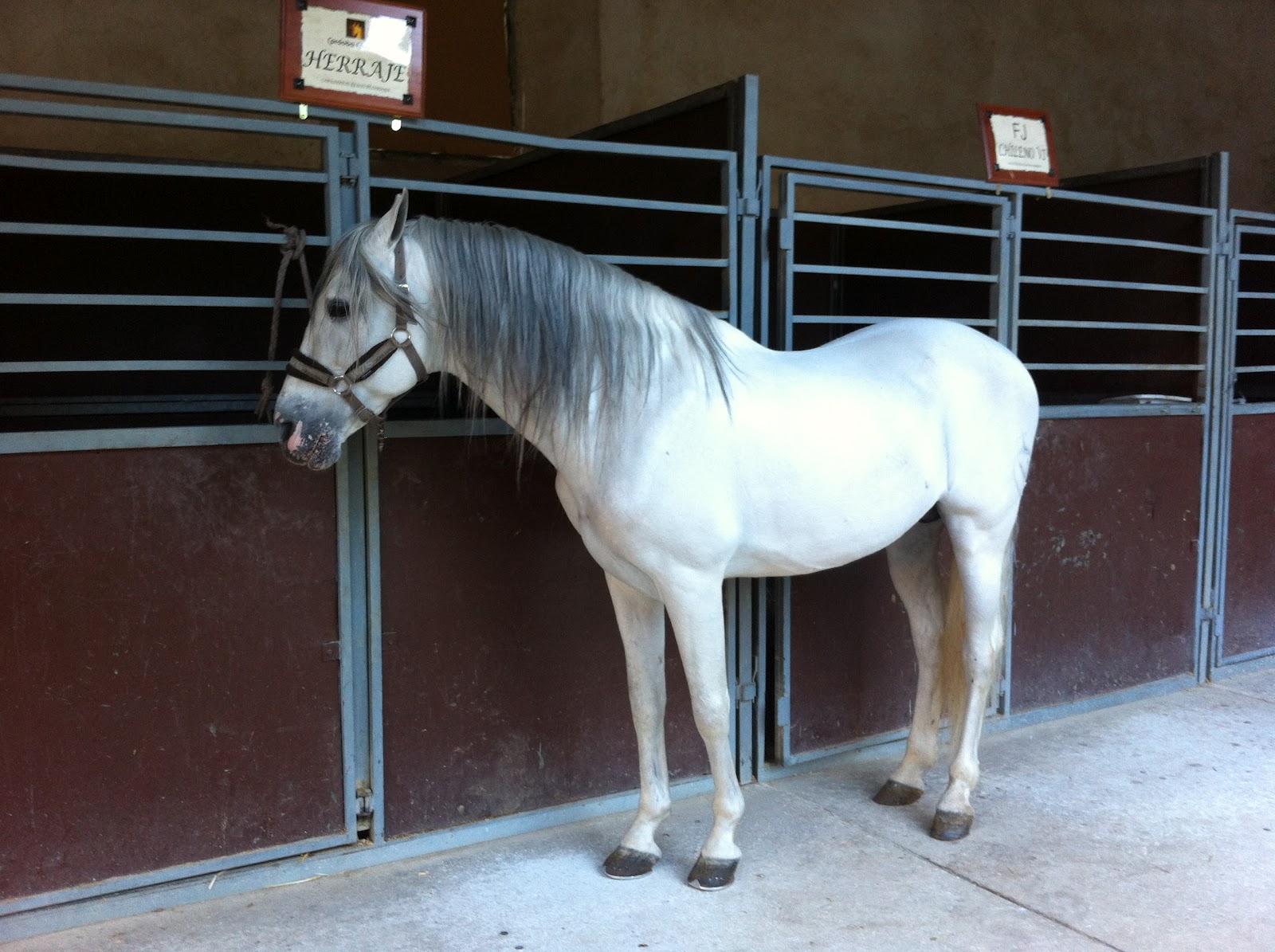 2 Years in Madrid: The Andalusian Horse