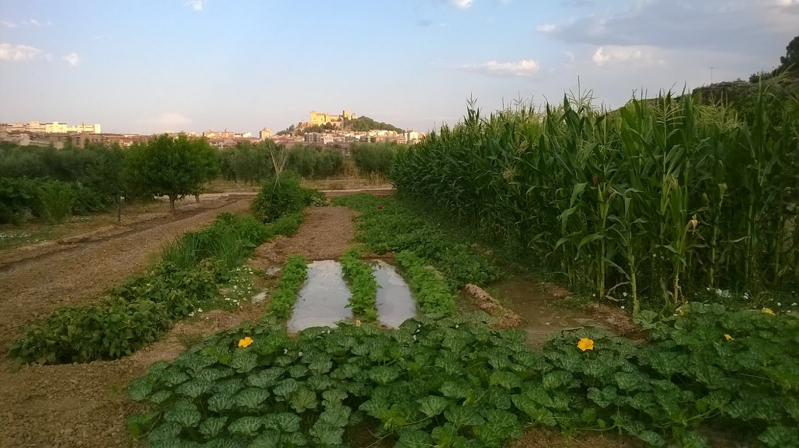 La vida entre rocas: La huerta.