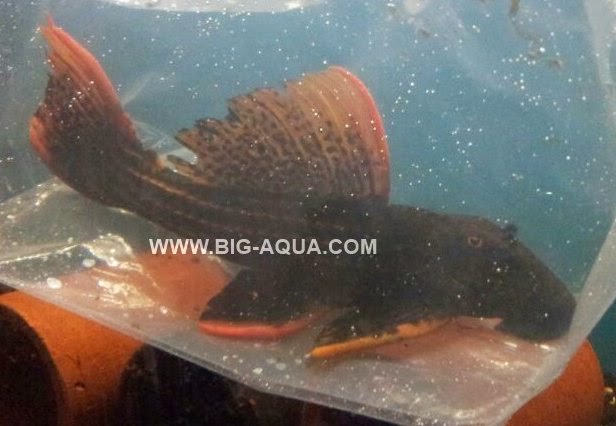 7 Pointer L25 Sao Felix ( Scarlet Pleco ) ~ Big Aqua