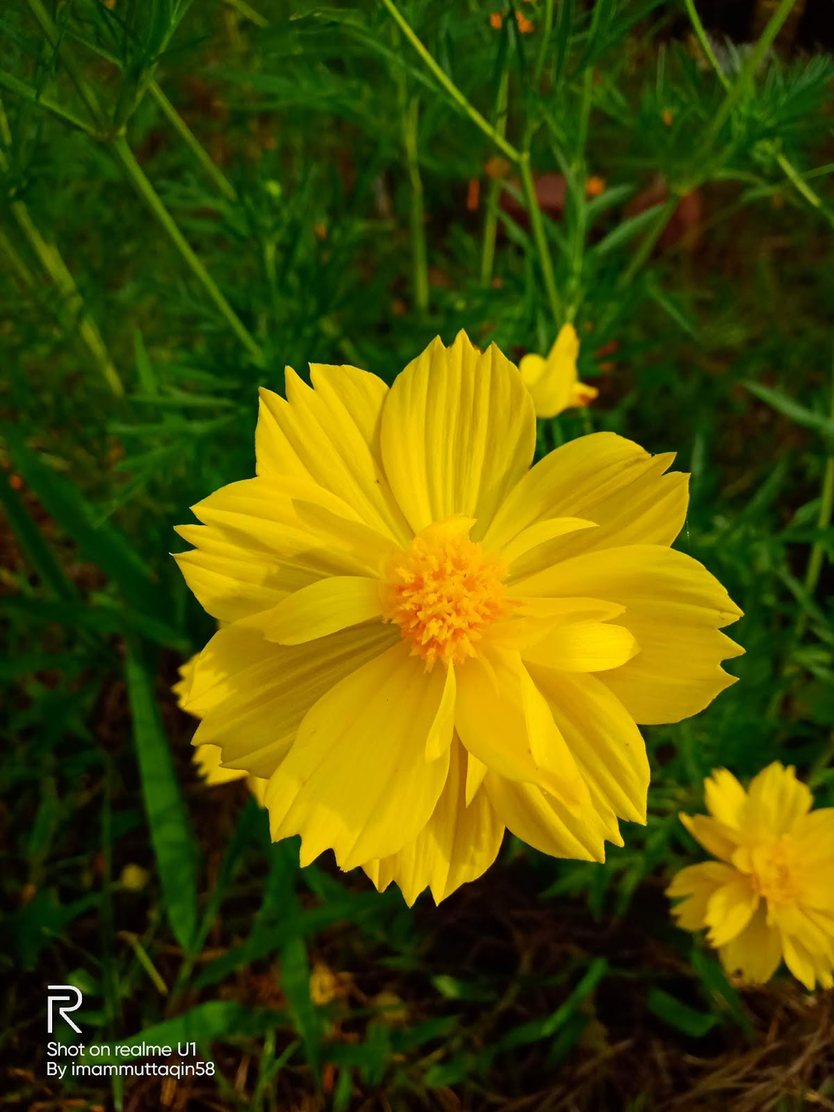 Macam-macam bunga kenikir - Manfaat-Lab