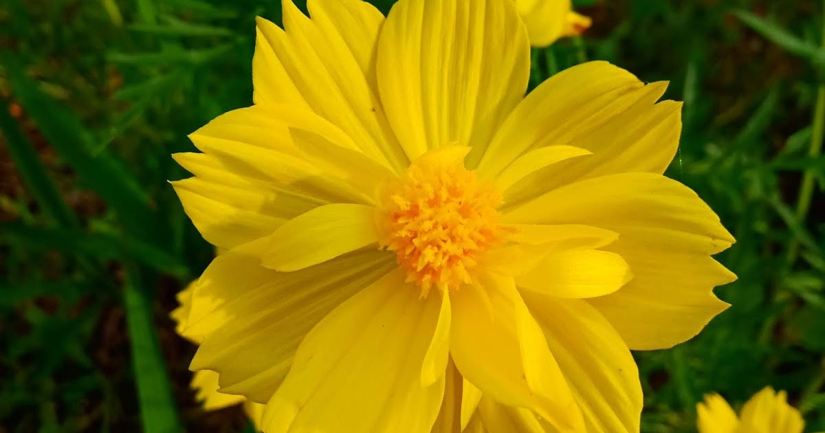 Macam-macam bunga kenikir - Manfaat-Lab