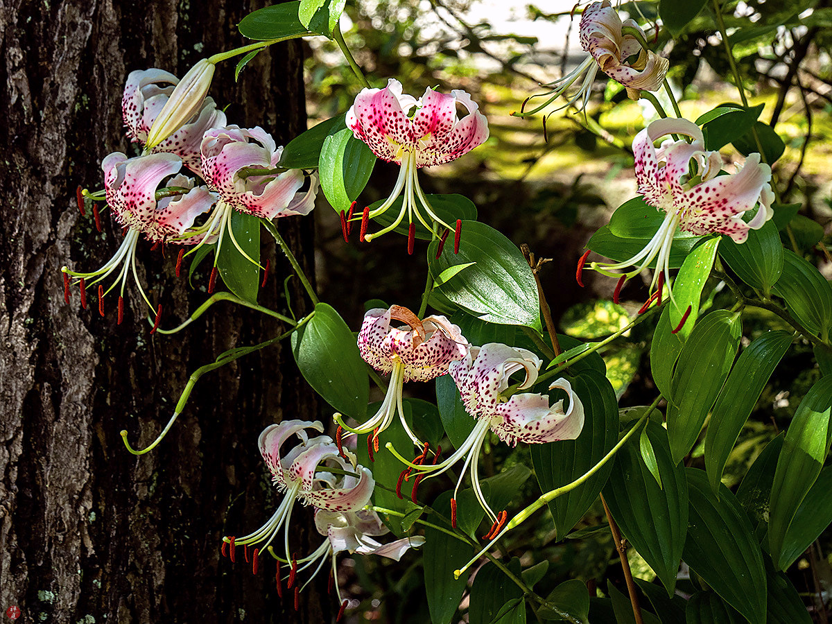 FROM THE GARDEN OF ZEN: Kanoko-yuri (Lilium speciosum) flowers ...