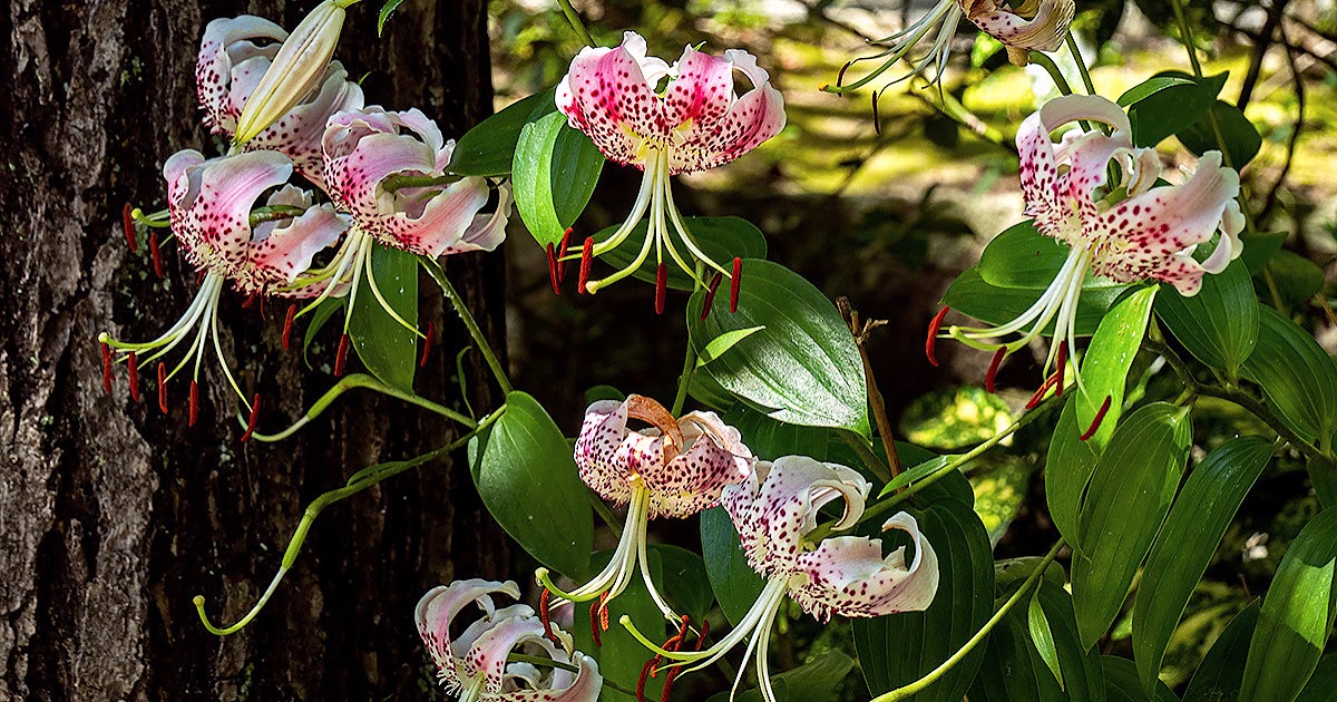FROM THE GARDEN OF ZEN: Kanoko-yuri (Lilium speciosum) flowers ...