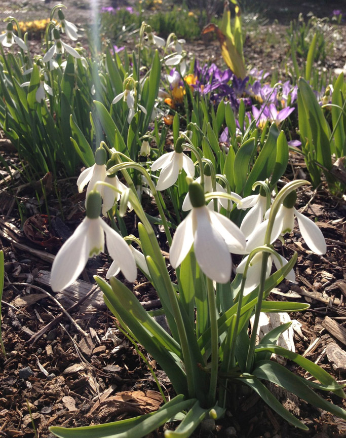 Bloomingwriter: Gardening in Nova Scotia: Snow-themed plants for the ...