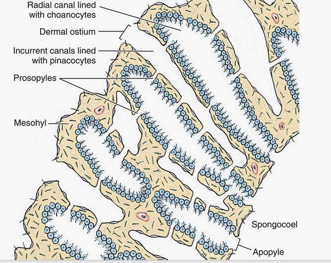 Poriferans ~ All From Hafidz