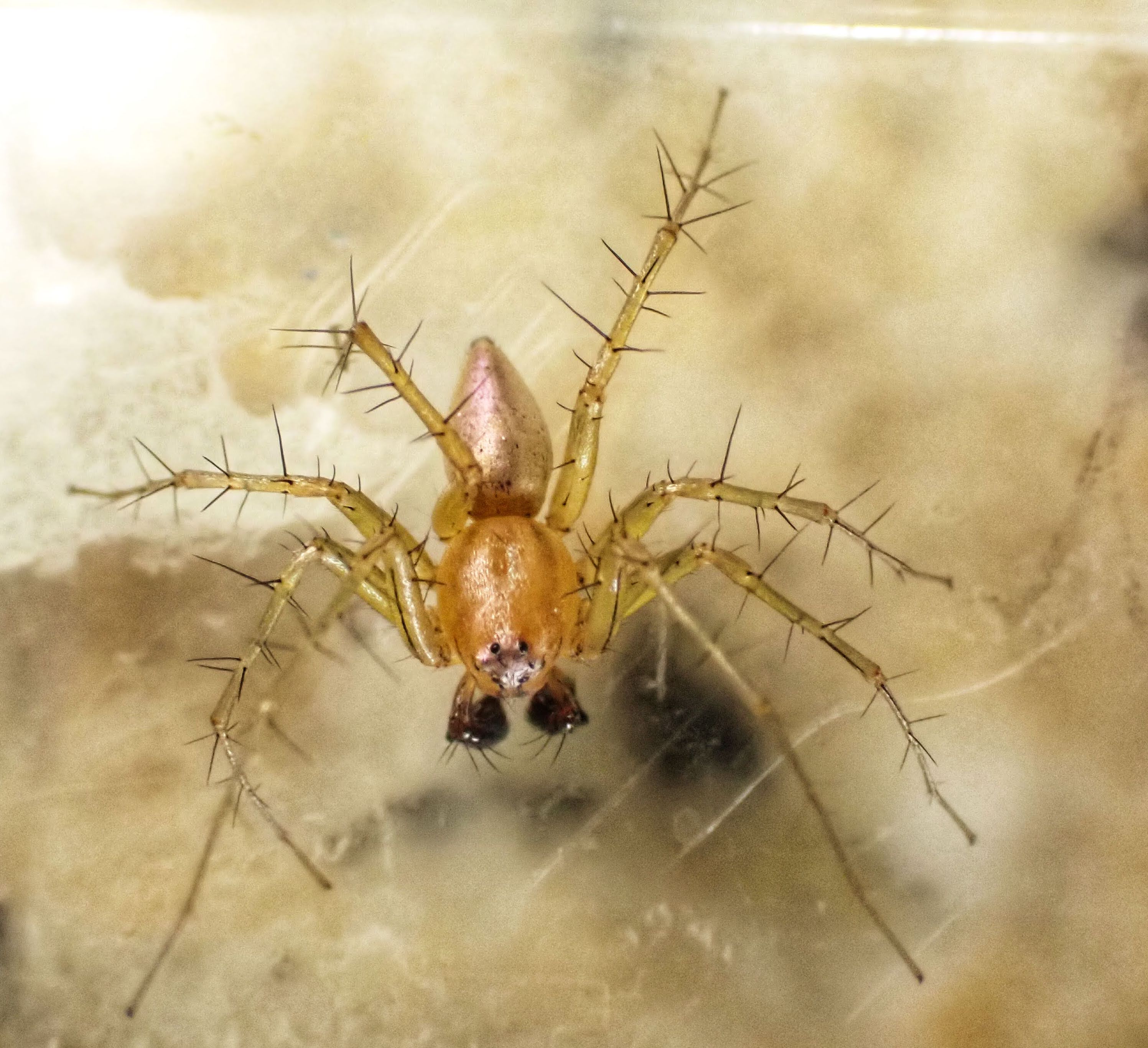 Springfield Plateau: Striped Lynx Spider