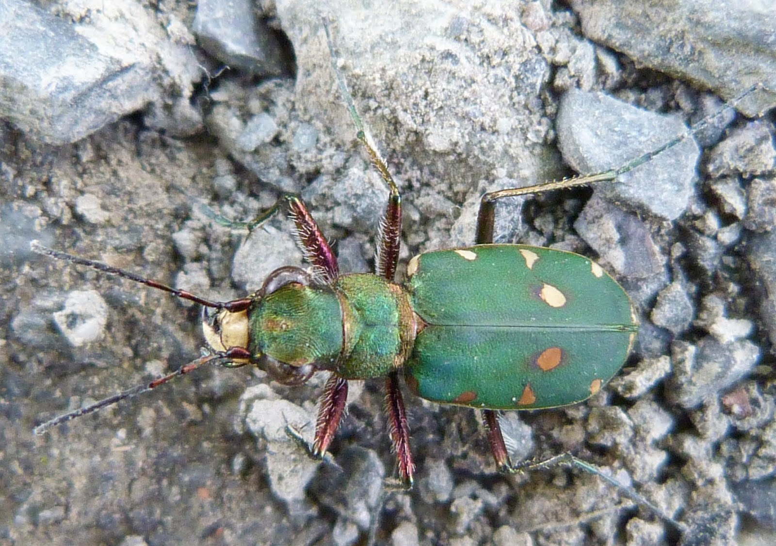 Insects of Scotland: Other Beetles