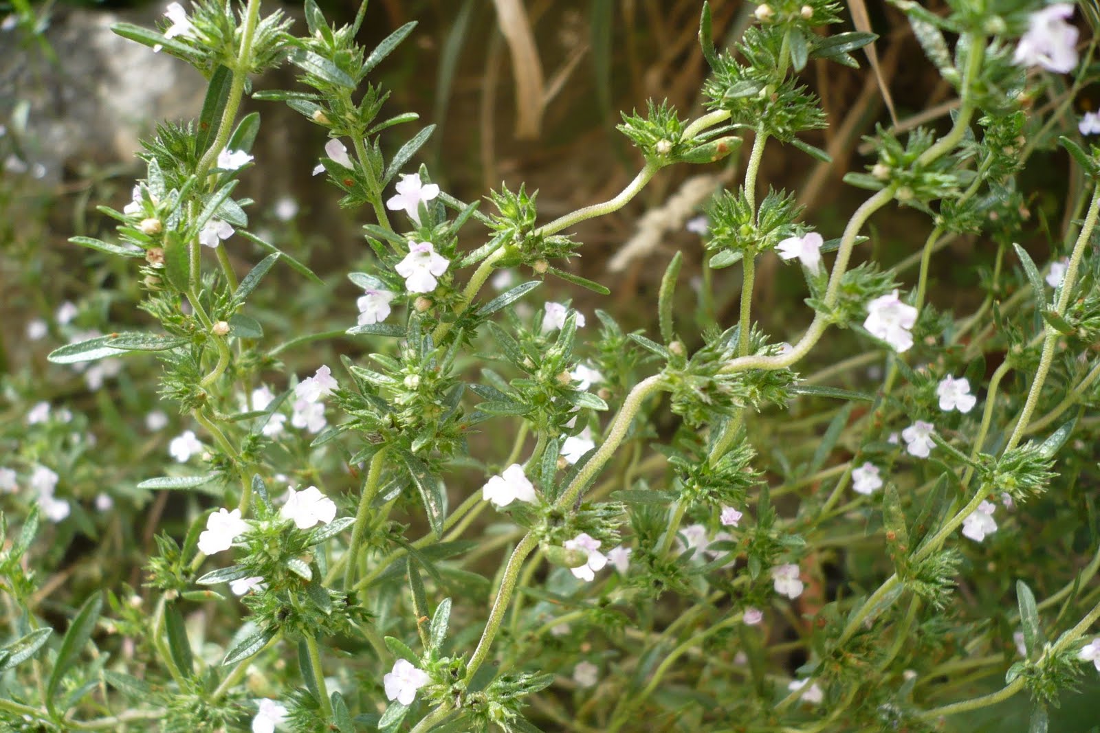 Ízek, zamatok: Csombor