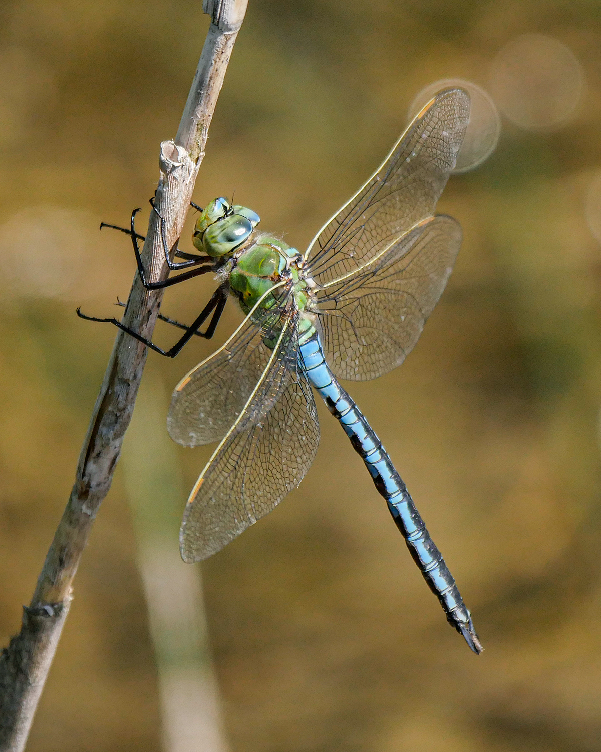 Phil Bishops Birding Blog: June and some Dragonflies.