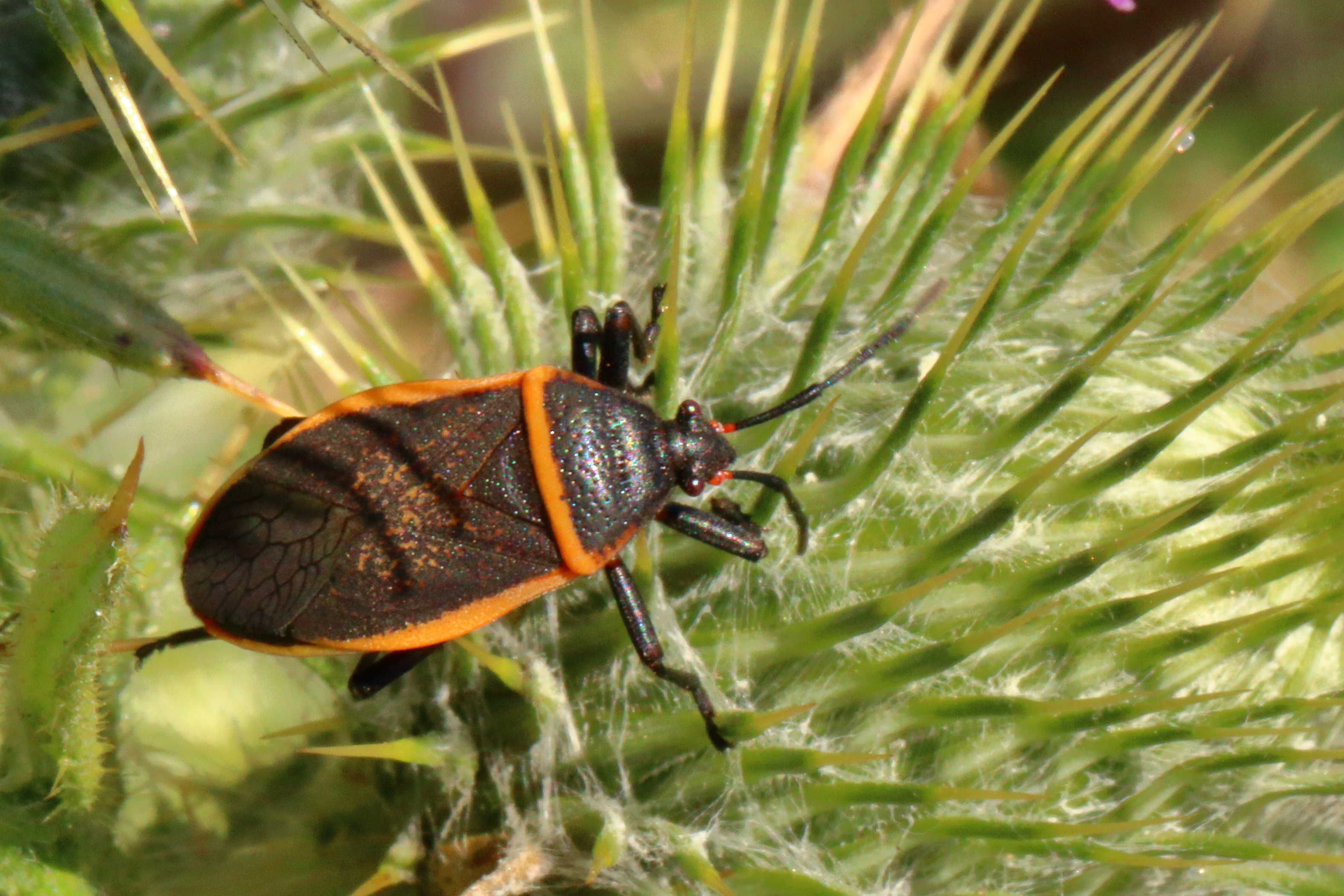Salt Point State Park