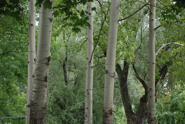 TOPOLA - DRZEWO BEZ PRZYSZŁOŚCI? JAK ZROBIĆ SADZONKI TOPOLI. | ZIELONA ...