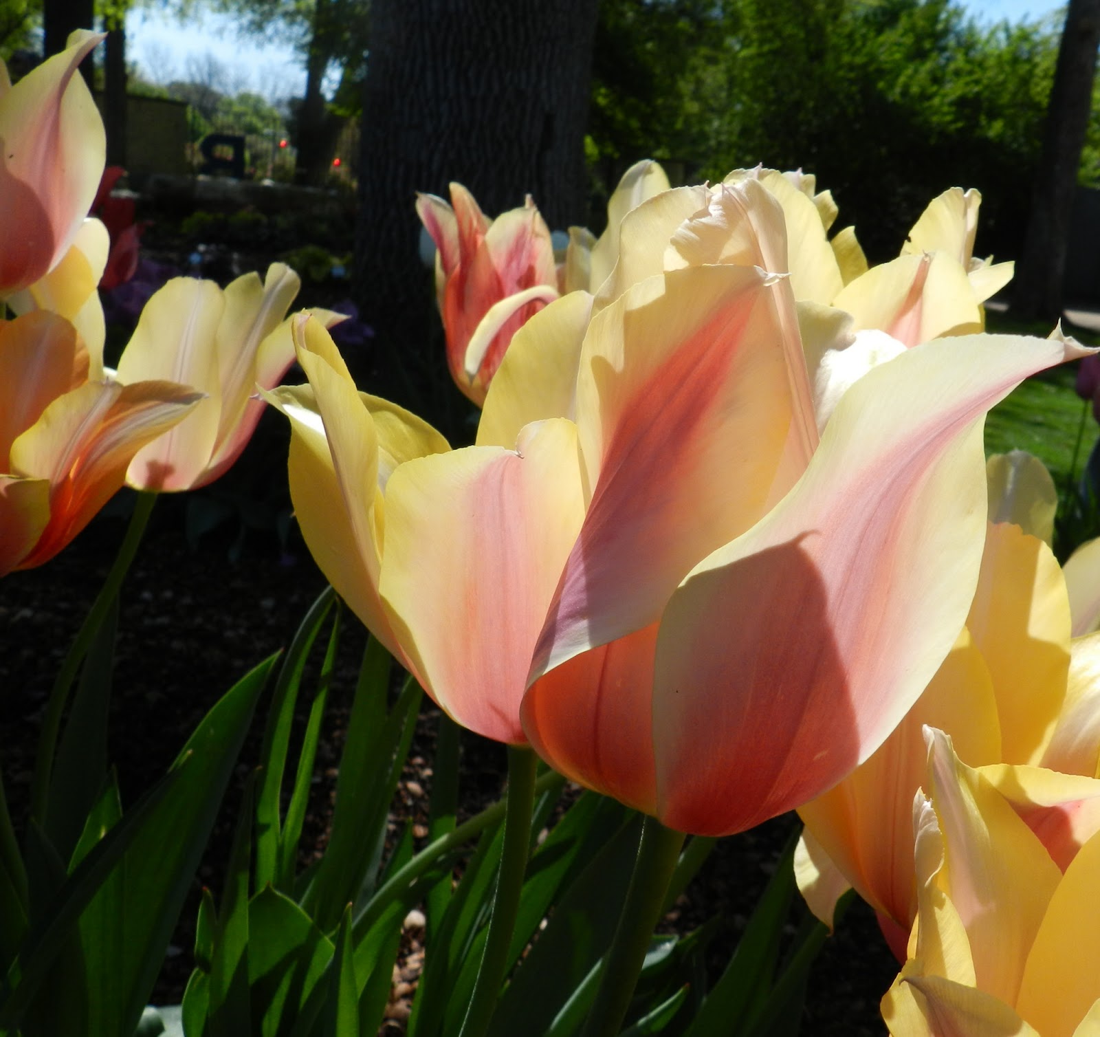 Prairie Rose's Garden: Tulipmania at the Dallas Arboretum