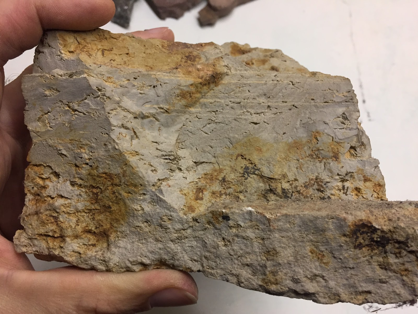 svtOlycée: Argilite à pseudomorphoses de cristaux de glace