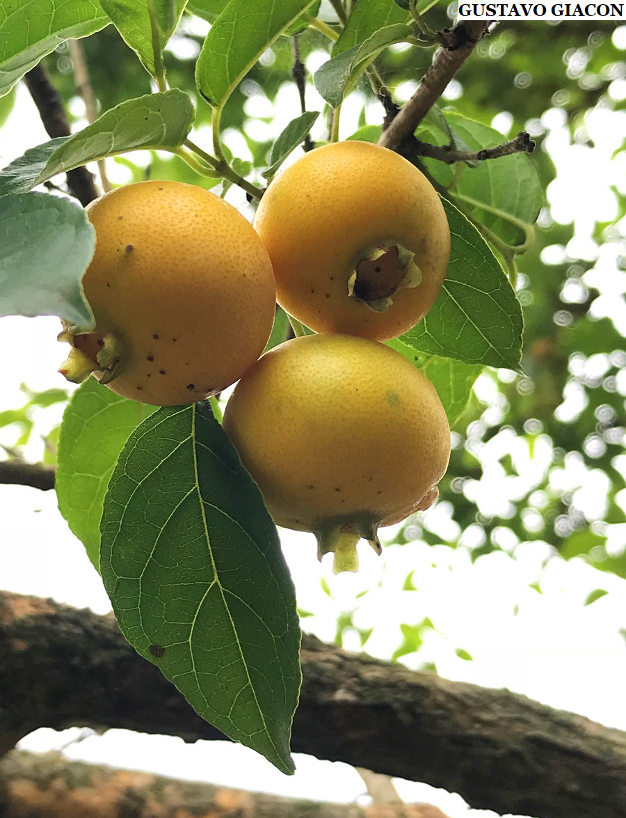 Viveiro Ciprest - Plantas Nativas e Exóticas: Guabiroba Amarela do ...