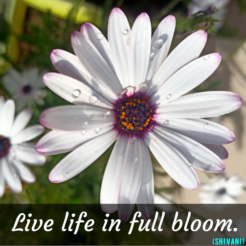 Best 30 Inspirational Flower Quotes With Beautiful Pictures-Quotes ...