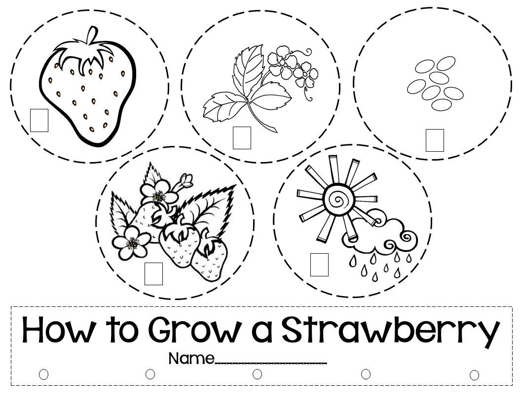 Wild Strawberry Plant Life Cycle
