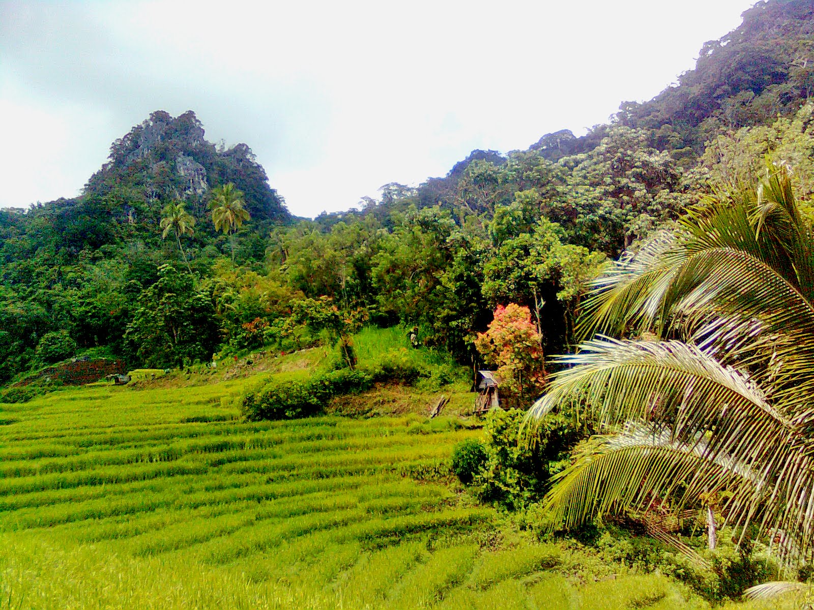 "P I N O K I O Z E": Alam Desa