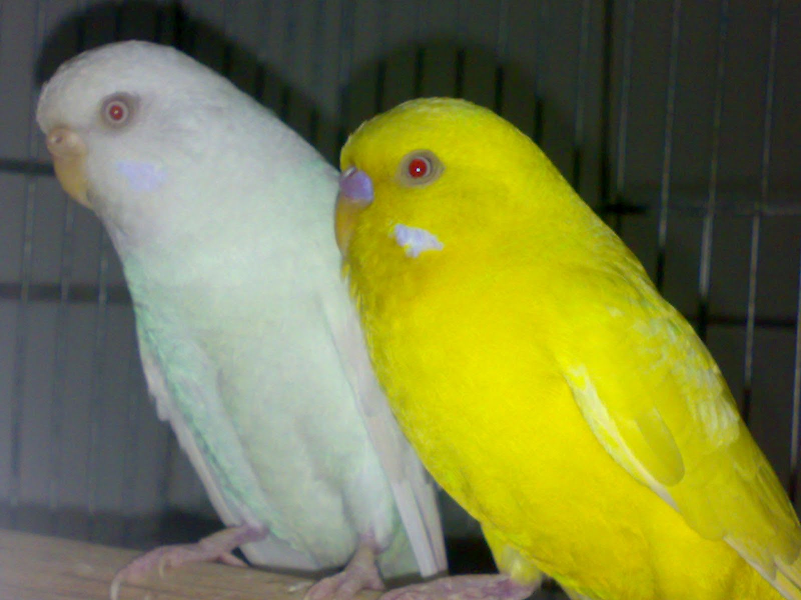 CATENDE PÁSSAROS: PERIQUITOS AUSTRALIANOS