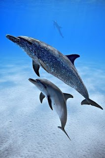 Dla każdego: DELFINY